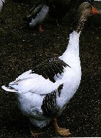 Jenis-Jenis Angsa Biakan - Ternak135 - Info Perternakan dan Perkebunan ...