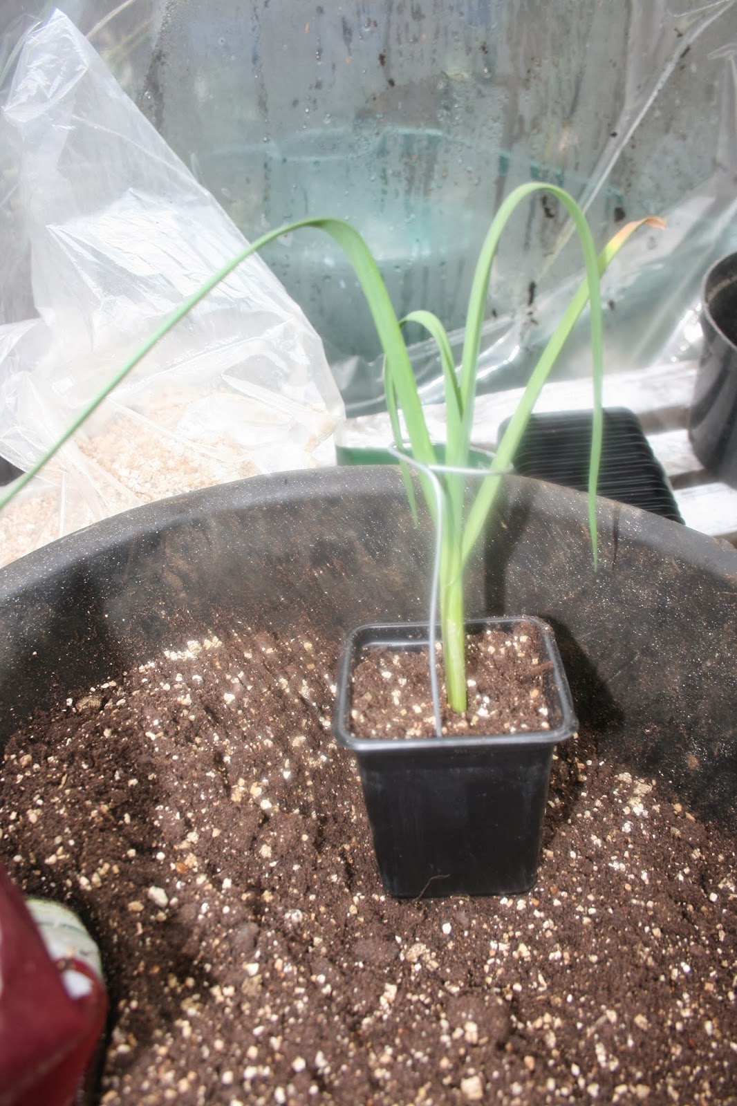Growing for Showing : The leeks have arrived...