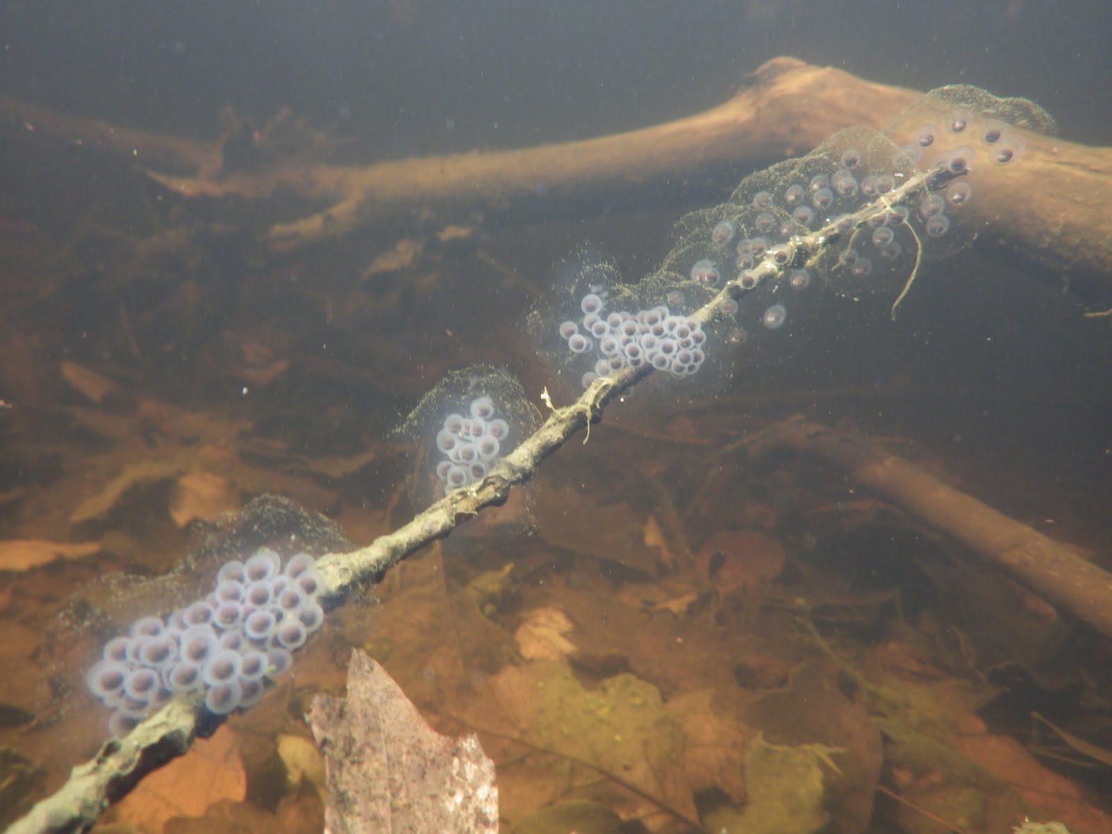 Reptile and Amphibian survey projects in Massachusetts. : Stockbridge ...