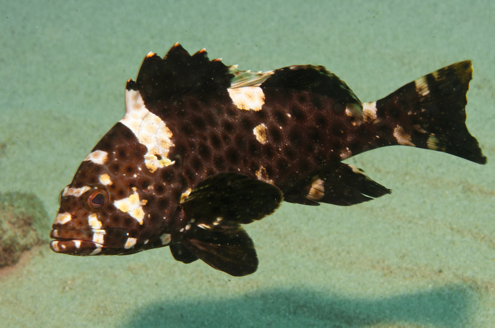 The World in Plain English: Biodiversity Gone Wild...in the Gold Coast ...