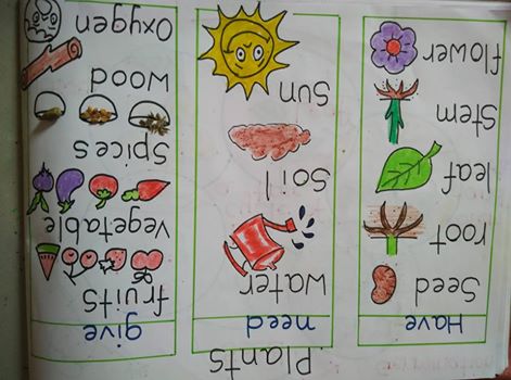 Dr. Deepti Rohan Rastogi: concept web 1: Plants