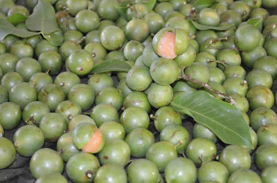 Caribbean Chic Living by Cristina Canizares: Genip Harvesting & How to ...