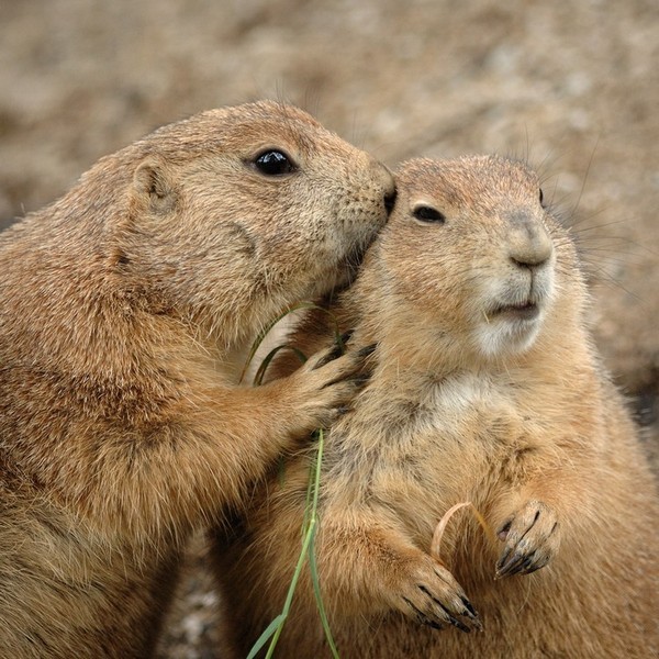 La saison d'un bridgeur: Ligue 7, le jour de la marmotte.
