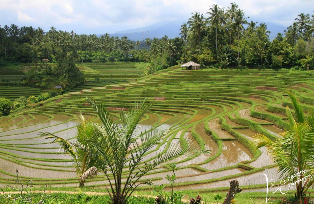 Voyages et Expériences : Bali: de Pemuteran à Sanur VIA PUPUAN, Sublime!