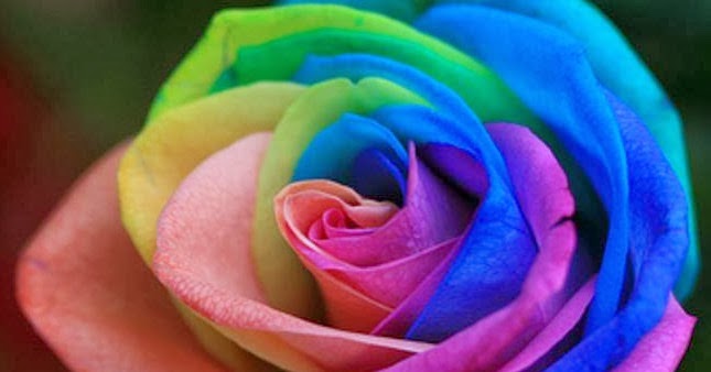 Fibonacci Sequence In Roses