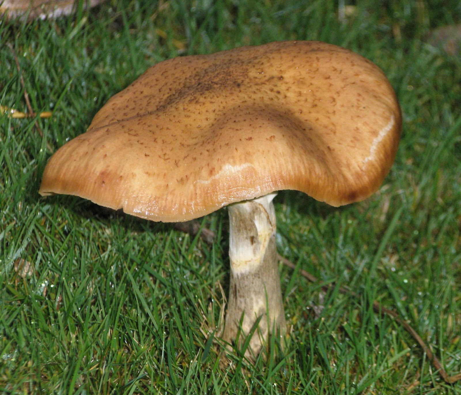 Hazel Twig: Toadstool