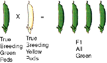 HUKUM SEGREGASI PAK MENDEL | YANJUZ