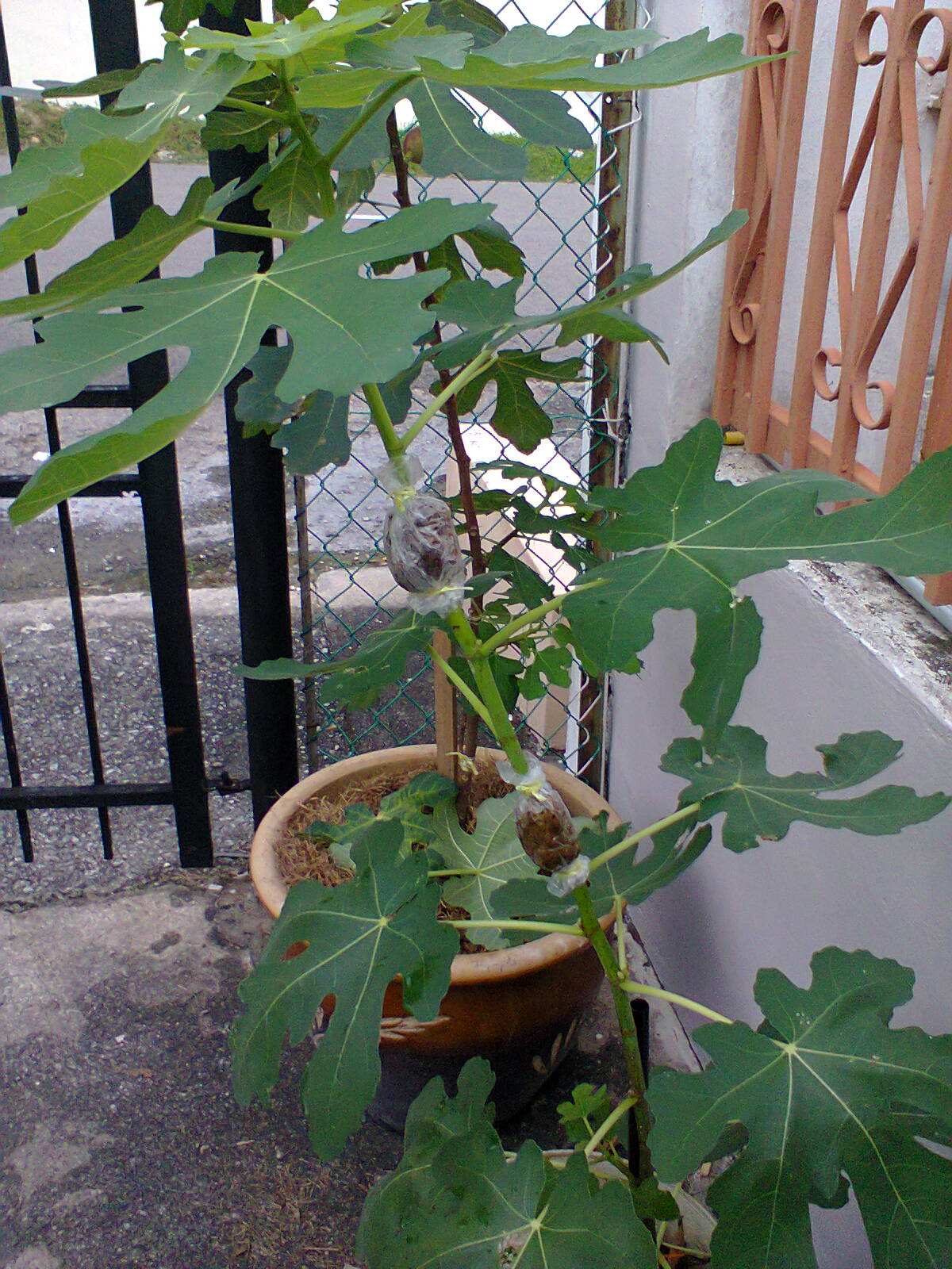 TaMAn TEmPErATe: Cara Air Layering Pokok Fig ( TUT pokok tin)