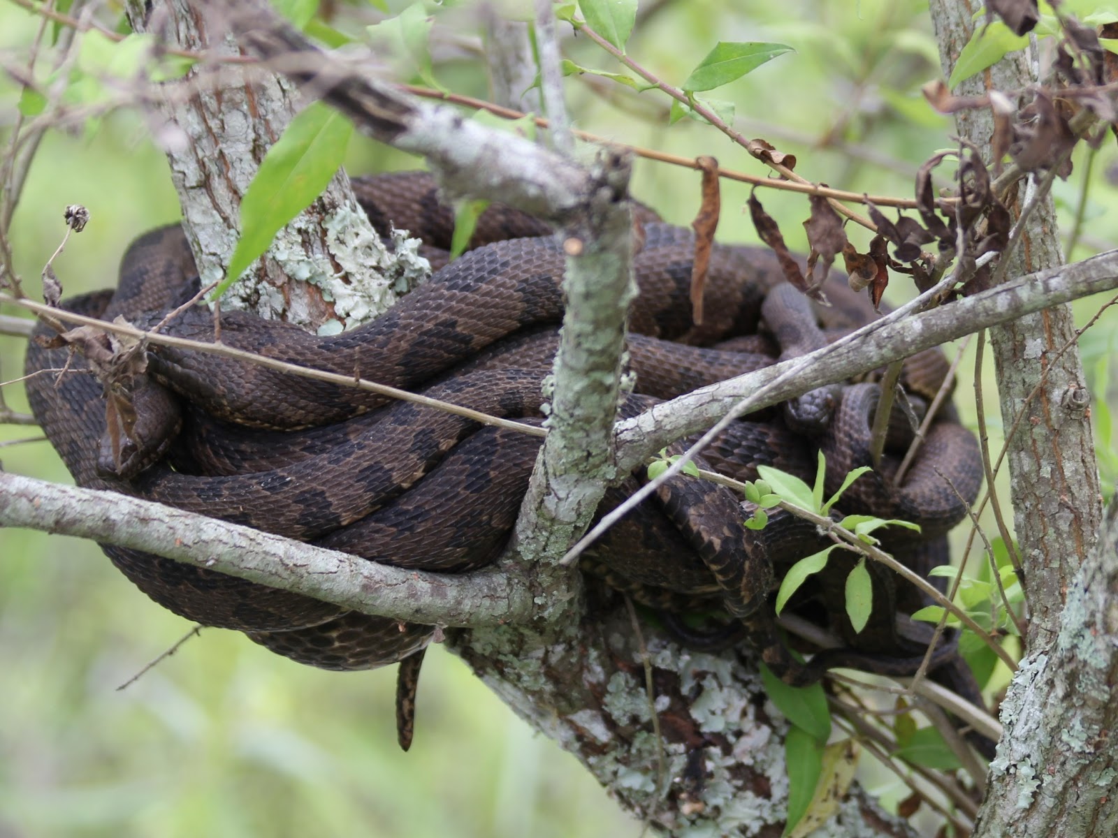Journeys of The Key West Southernmost Walker: March 2013