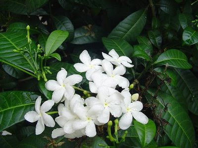 SINO DOS VENTOS: A FLOR DE JASMIM