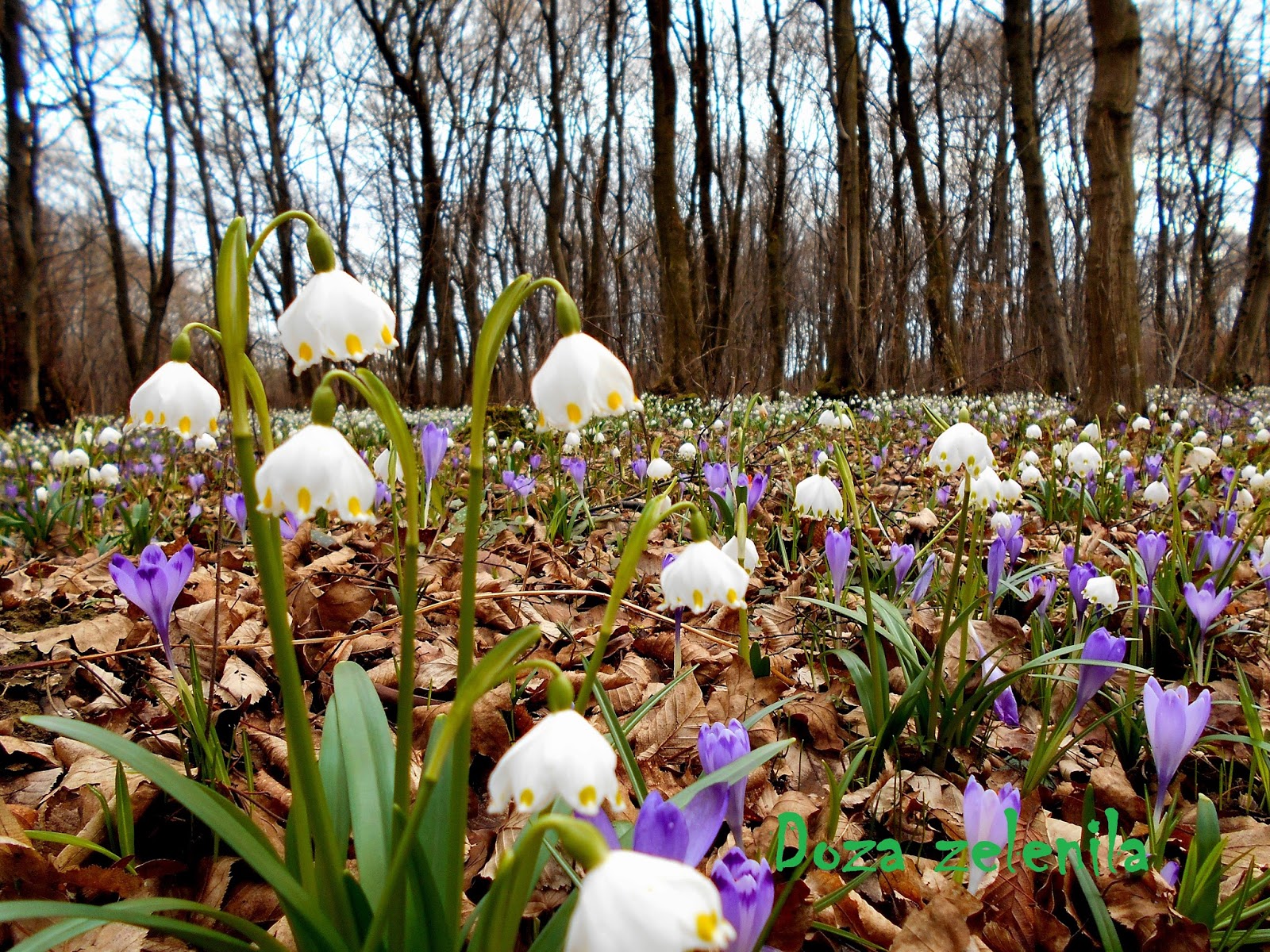 Doza zelenila: Buđenje prirode - ljepota proljetnica je u oku promatrača!