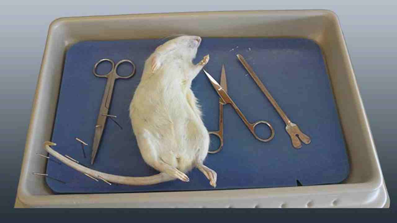 DISSECTION ET ANATOMIE DU RAT