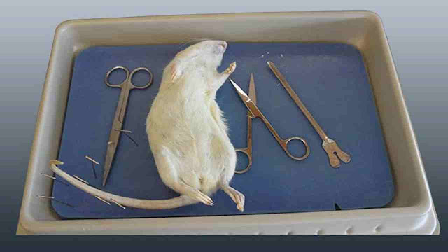 DISSECTION ET ANATOMIE DU RAT