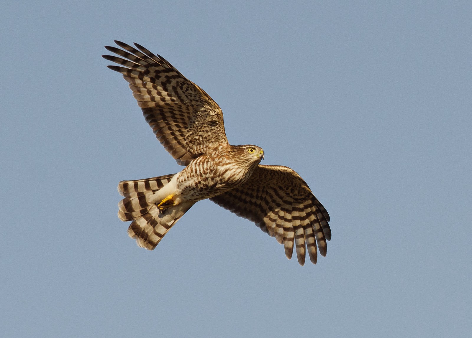 Alix Arthur d'Entremont: Cere position on Sharp-shinned & Cooper's