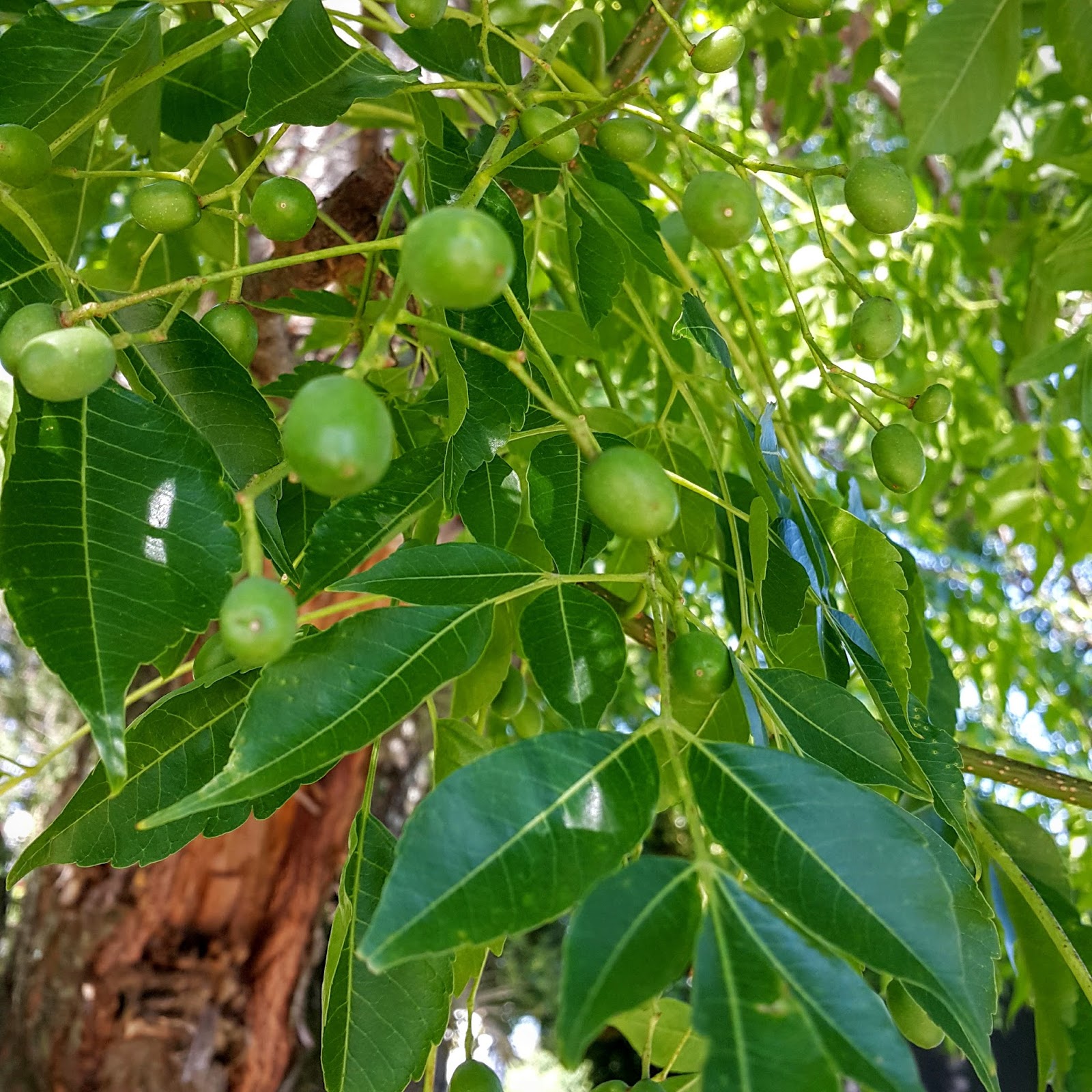 "Verdade//aspas" : 👪 Meliaceae (Melia azedarach)