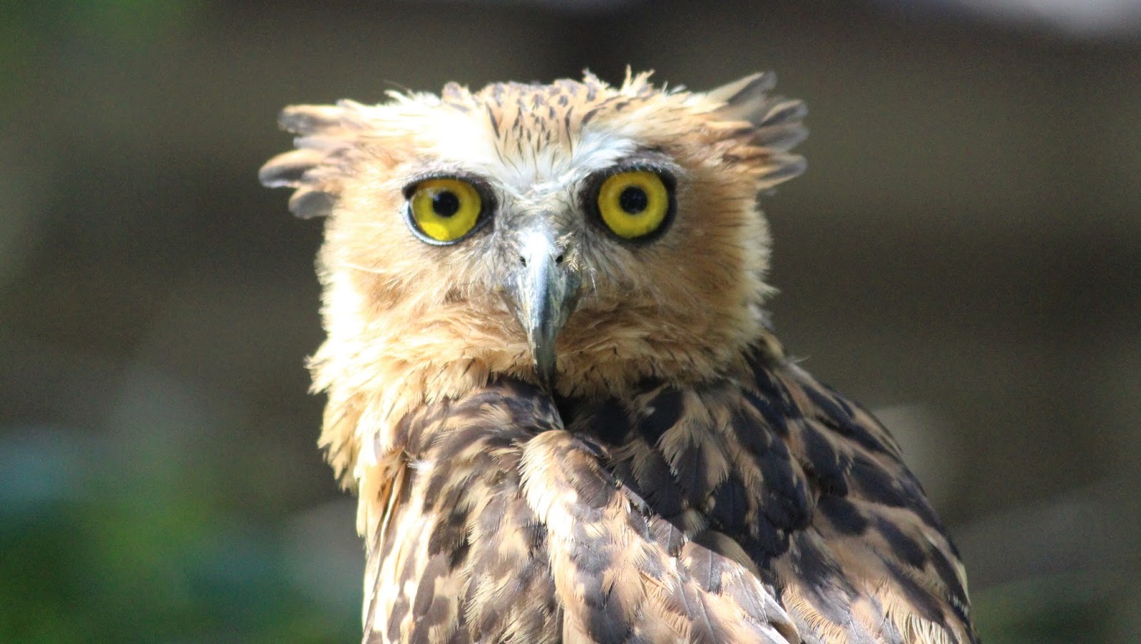 ROCK'S ADVENTURES: INDONESIA - SUMATRAN OWL - 26 SEPTEMBER 2015