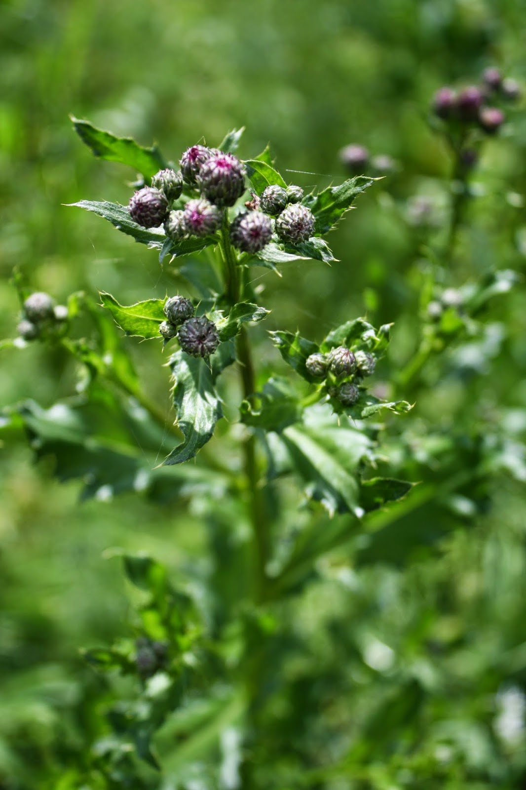Planter i bestemors hage: Ugress