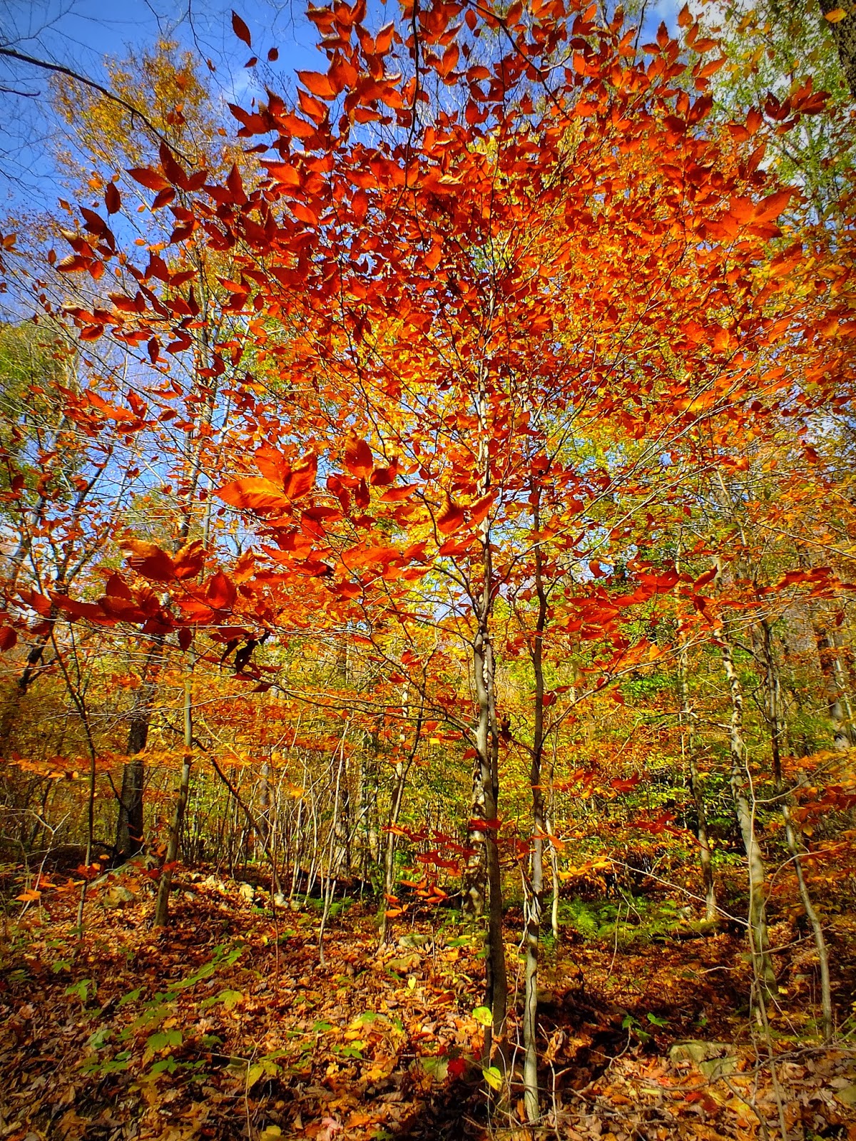 Vintage Johnstown: The Beauty of the Alleghenies