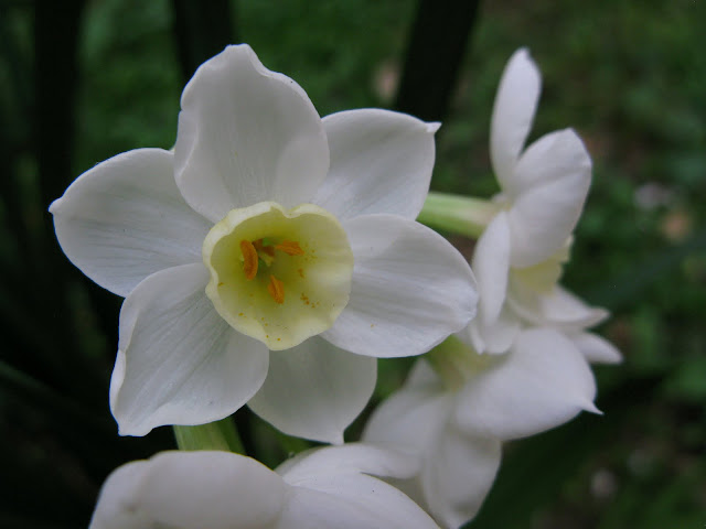 Flores y Palabras: Narciso blanco