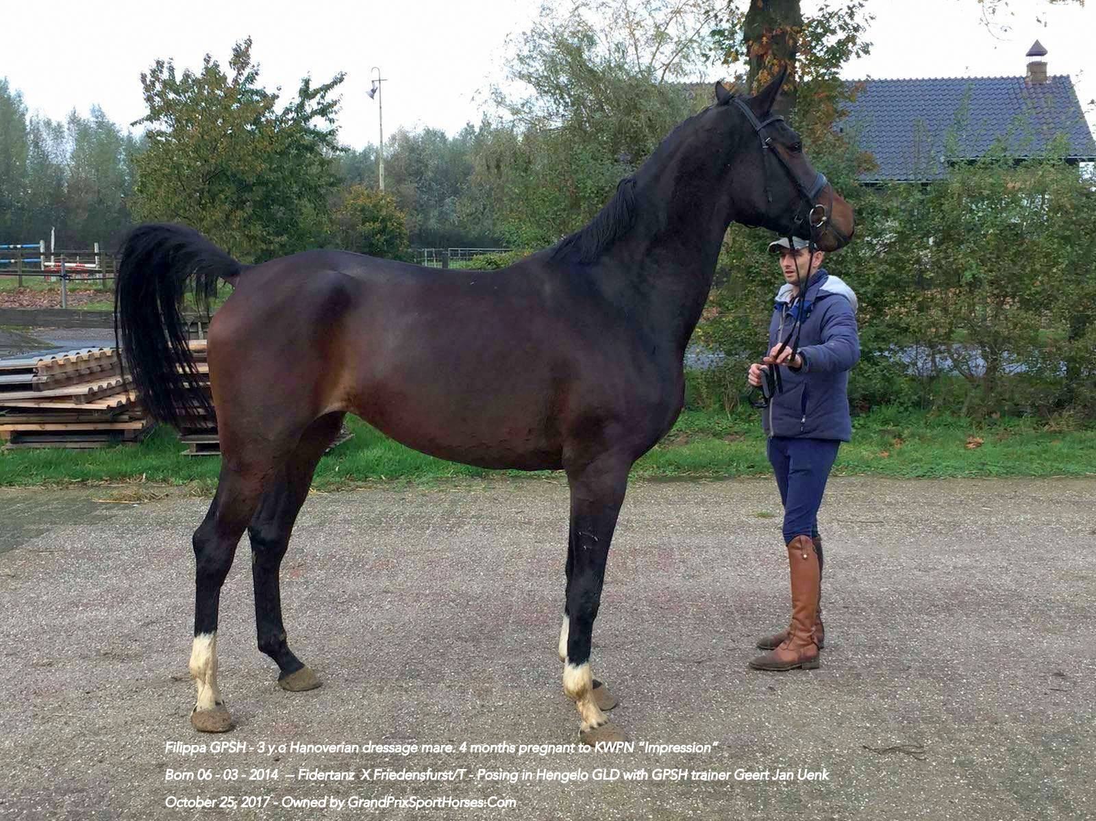 Grand Prix Sport Horses . Com