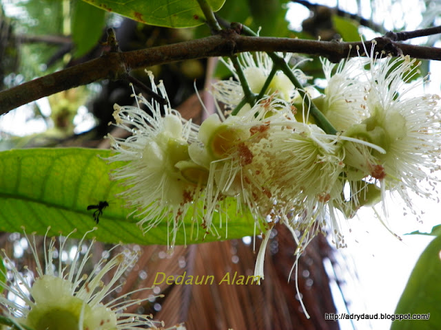 Dedaun Alam: Kelulut & Bunga Jambu Air