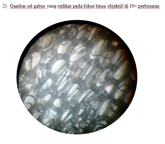 Dunia Aku Maya: Pengamatan Sel Gabus pada Batang Singkong