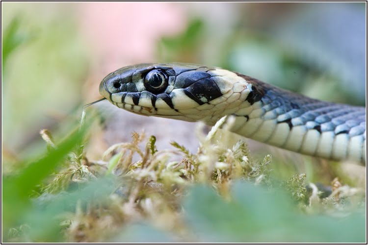 TOM DYRING WILDPHOTO / NN: "ORM"