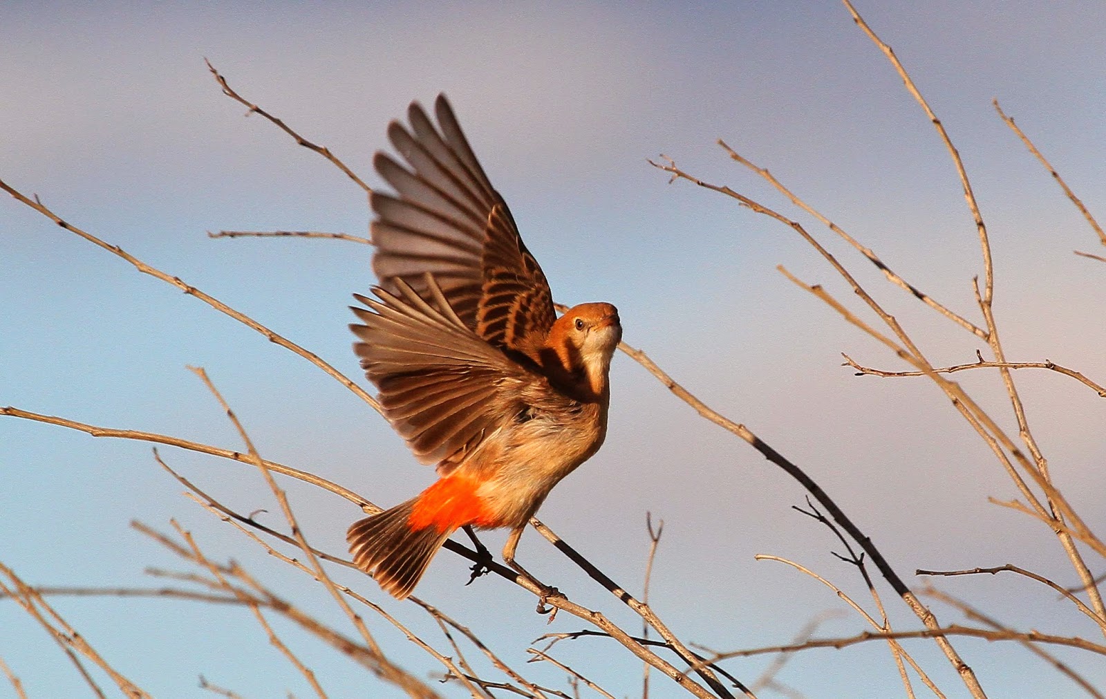 Richard Waring's Birds of Australia: Bird and scenery photos from ...