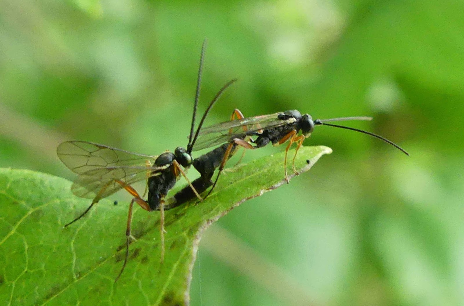 Insects of Scotland: Bees/Wasps/Ichneumons/Sawflies/Ants