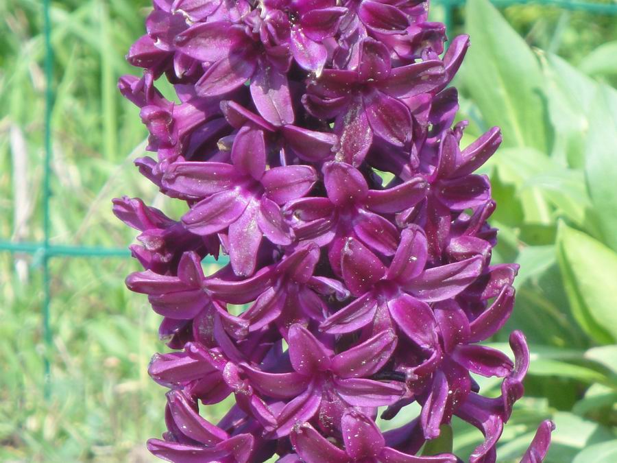 Cocoon Garden: Jolies jacinthes