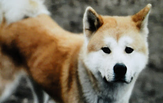 MUSINGS OF A SCI-FI FANATIC: Hachi: A Dog's Tale