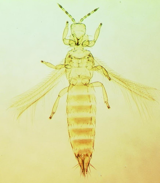 INSECTOS DE P.R. In Memoriam Dr Luis F Martorell y Dr Alain Liogier ,DR ...