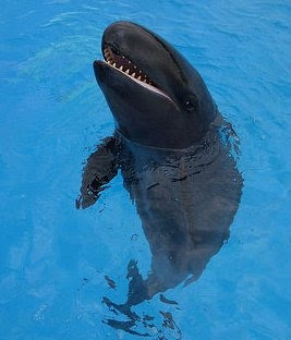 FALSA-ORCA (Pseudorca crassidens)