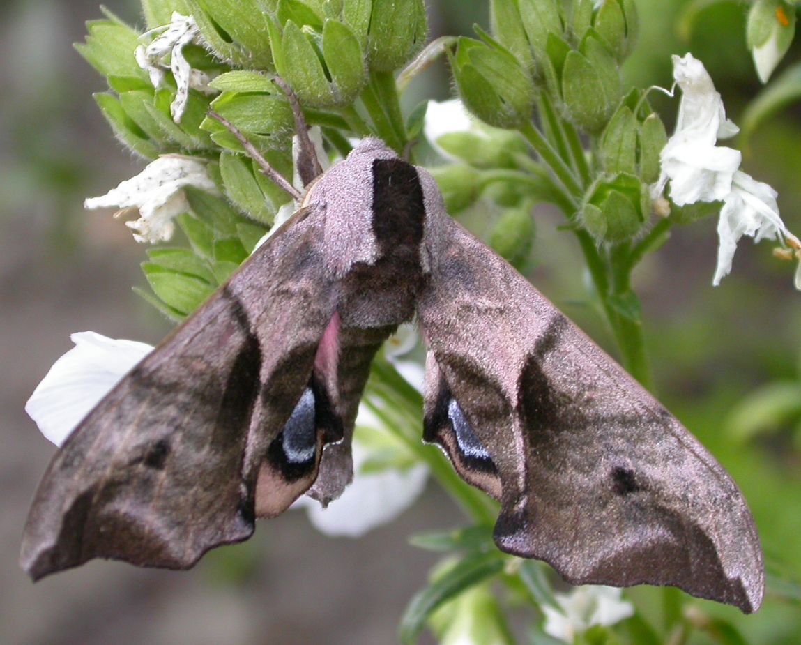 Shandy Hall Moths: 13 June 2011 - Bringer of good tidings