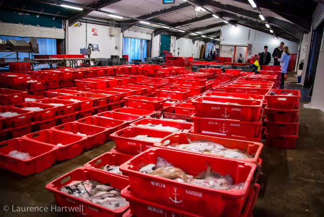 Through the Gaps! - Newlyn Fishing News: It's an inshore #FishyFriday ...