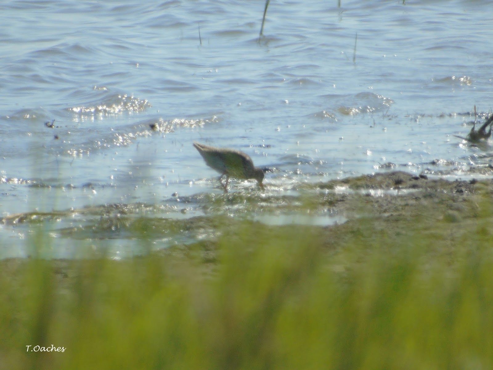 PASARI DIN ROMANIA: FLUIERAR CU PICIOARE ROSII, Tringa totanus