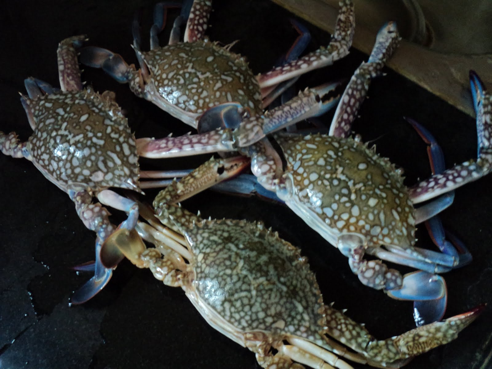 Oriyarasoi - The cosmopolitan Odia's Kitchen !: Kankadaa Tarkari (Odia ...