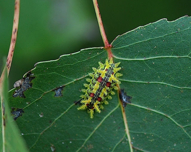 Field Biology in Southeastern Ohio: Slug Moths of Ohio, and related ...