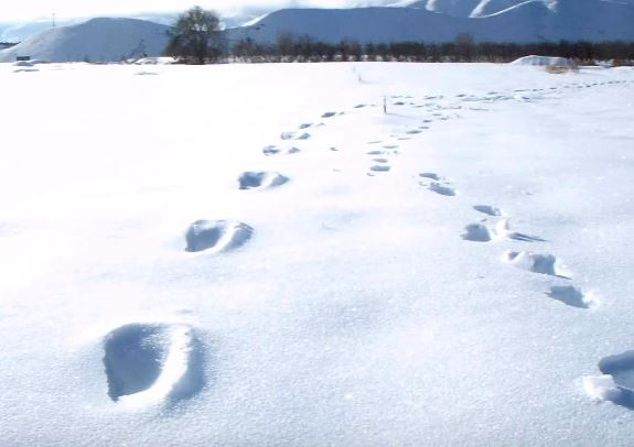 Huge Possible Bigfoot Trackway Discovered in Snow