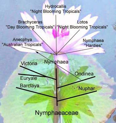 Nymphaea / Water Lilies Family Tree