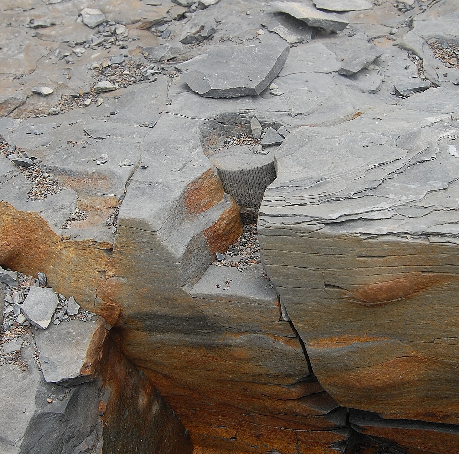 Ongoing Airstream Travels: Joggins Fossil Cliffs