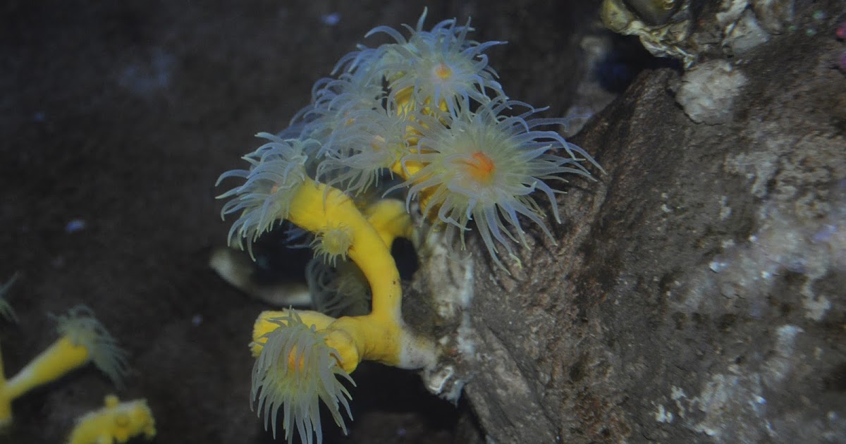 ZOOTOGRAFIANDO (6.096 ANIMALS): CORAL ÁRBOL AMARILLO / YELLOW CORAL (Dendrophyllia cornigera)