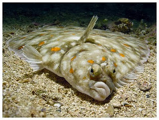 Flounder | Fish Fact and Photos | The Wildlife