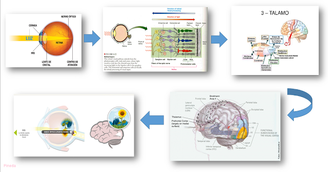 Etapas del Desarrollo Perceptual