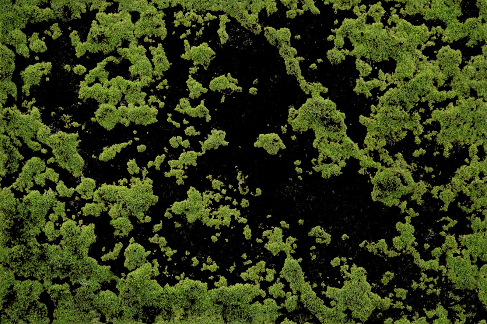 Fotos varias: Seamless Moss Texture with Alpha