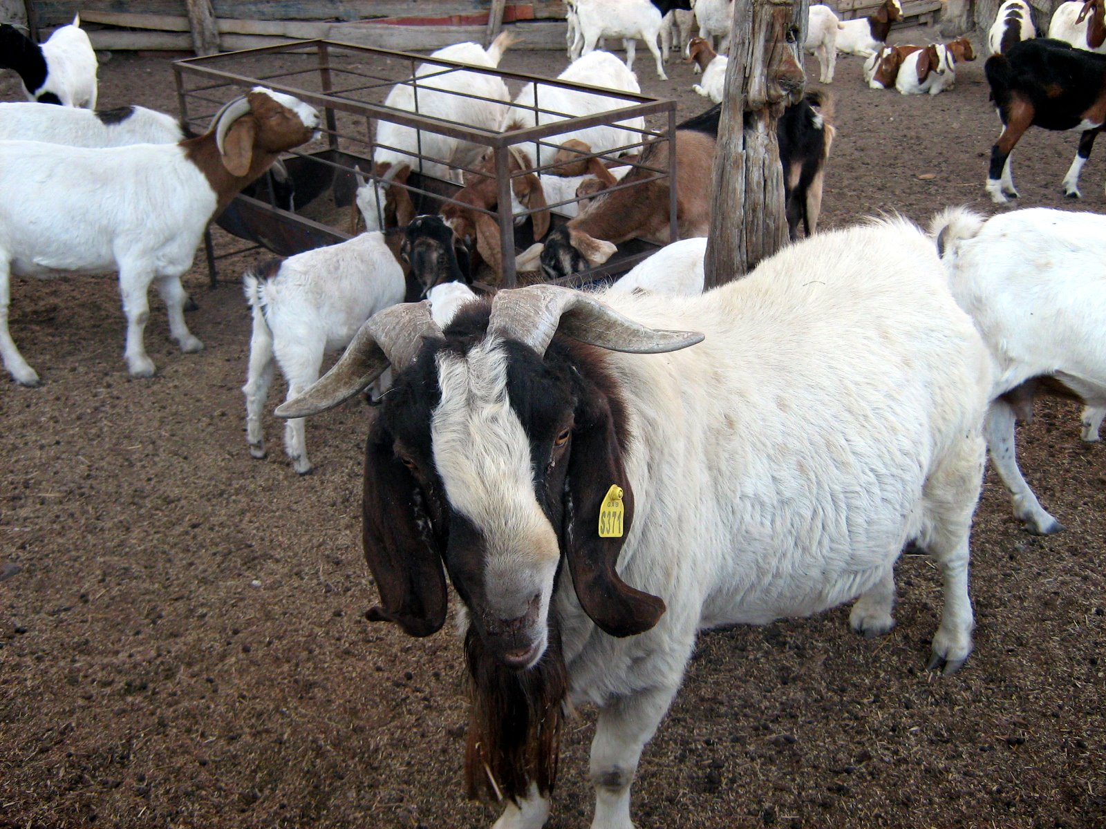 Los Ranchos de ganado de México: Criadero de cabras boer y chivos boer ...