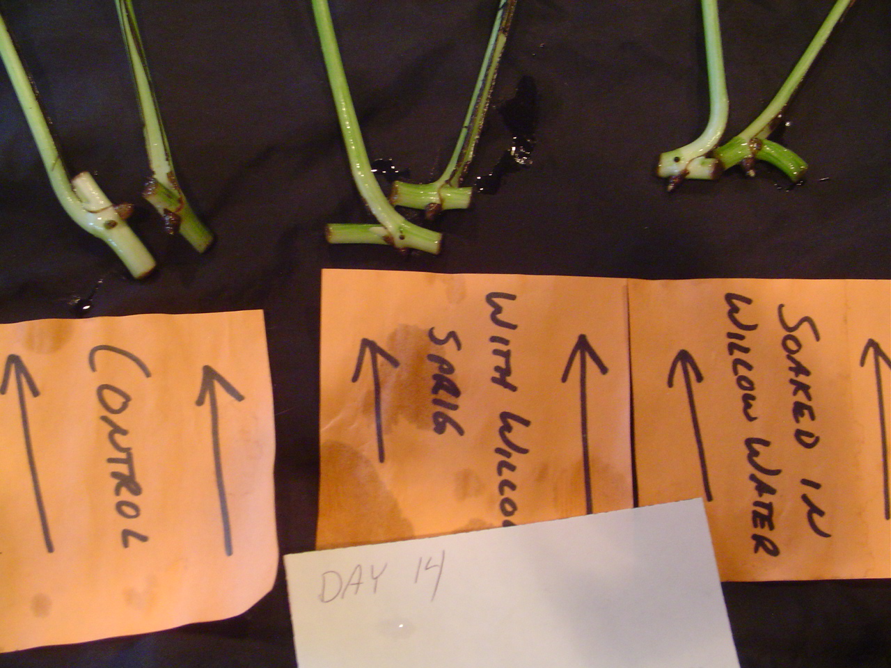 Extend the Season: Willow Water Experiment #1: Day 14 FINAL REPORT