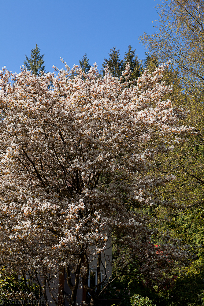 Kreider's Korner Photographs: Saskatoon tree blossoms