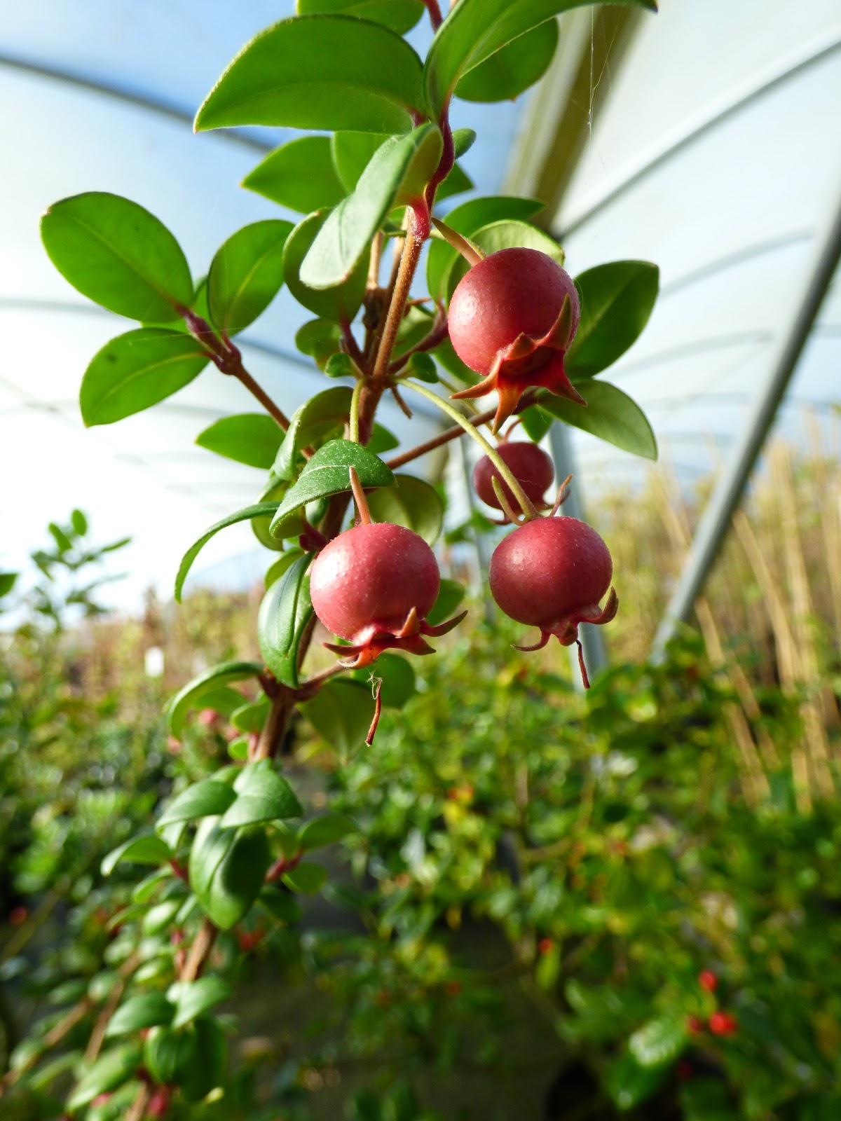 Nelly's Garden: A Challenge