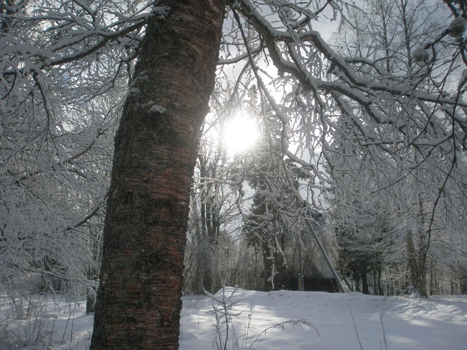 Lepatriinu lembehetked: Veel hetk talve